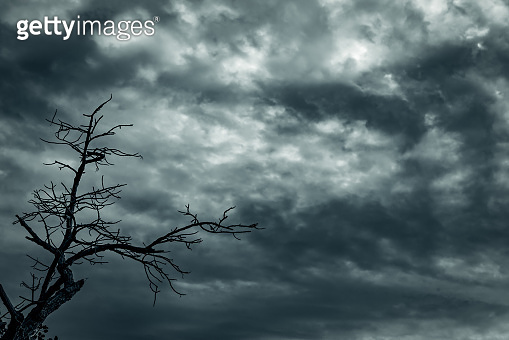 Silhouette dead tree and branch on grey sky background. Black branches ...