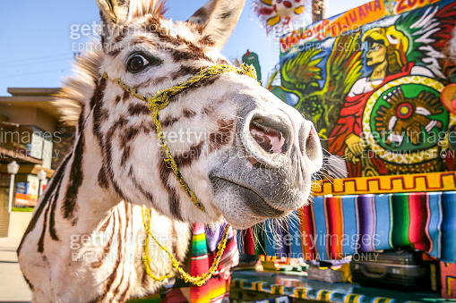 A donkey disguised as a zebra serves as a tourist attraction along ...