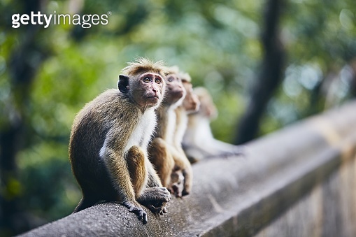 Group of cute monkeys (1129171249) - 게티이미지뱅크