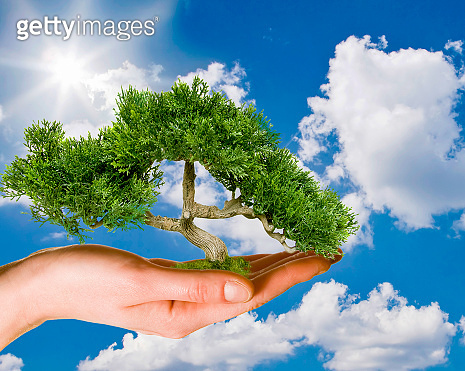 hand holding green tree global warming save planet earth (1182279892 ...