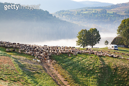 idyllic landscape with sheep farm in the mountains on foggy spring ...