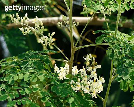 Moringa oleifera known as moringa,drumstick tree, horseradish tree,and ...
