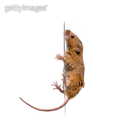 Eurasian harvest mouse, Micromys minutus, climbing in front of white ...