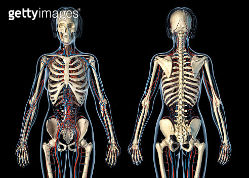 Woman anatomy cardiovascular system with skeleton, rear and front views ...