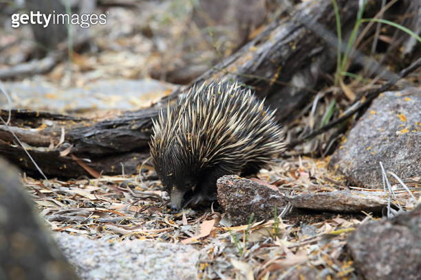 short-beaked echidna in the forest on food search on Magnetic Island ...
