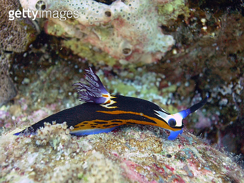 A colourful Bighorn Nembrotha (Nembrotha megalocera) 이미지 (1167134261 ...