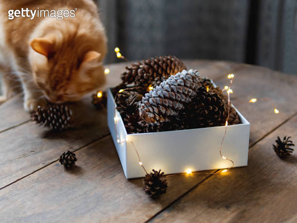 Cute ginger cat is sitting on wooden table near box with pine cones and ...