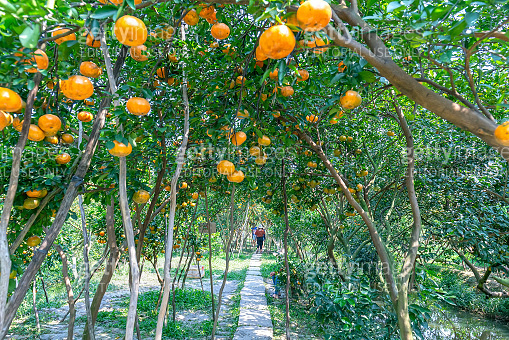 Ripe tangerine gardens with thousands of fresh ripe yellow fruits ...