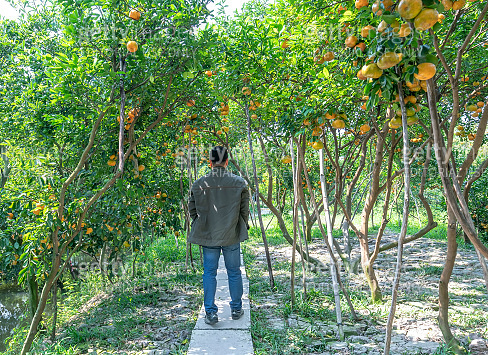 Ripe tangerine gardens with thousands of fresh ripe yellow fruits ...