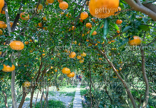 Ripe tangerine gardens with thousands of fresh ripe yellow fruits ...