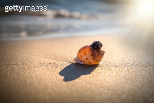 Conch shell in sand on tropical beach (1175872462) - 게티이미지뱅크