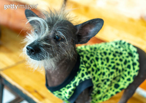 Peruvian Hairless dog portrait in domesticated pet 이미지 (1192844206 ...