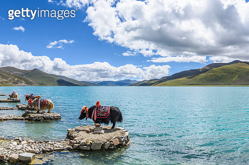 Yaks at the Yamdrok Lake (also known as Yamdrok Yumtso or Yamzho Yumco), it is a freshwater lake ...