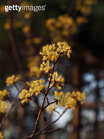 Korean Sansuyu flower, Cornus officinalis flower (1140252977) - 게티이미지뱅크