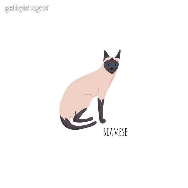Cute character cartoon style of cat. Icon of siamese breed. (1178773478 ...