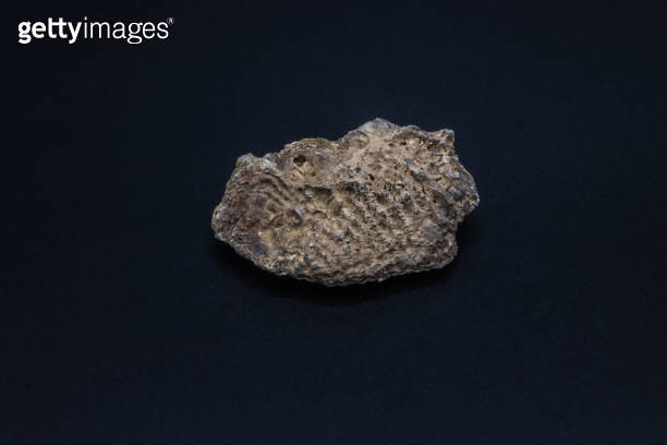 Fossil shell of a sea bivalve mollusk from Cenozoic sedimentary rocks ...