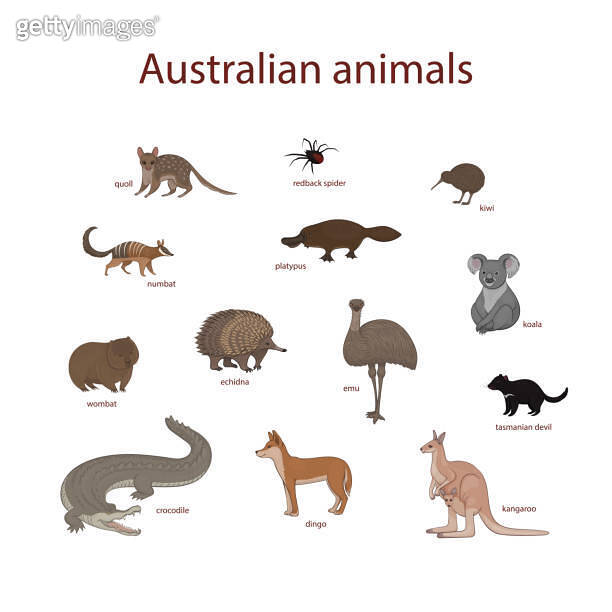 Vector illustration, set of cartoon Australian animals. Quoll, redback ...