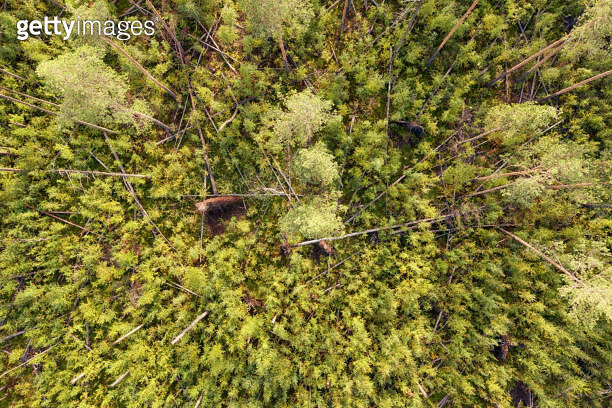 Deep wild forest with deadfall top aerial view 이미지 (1169216156) - 게티이미지뱅크