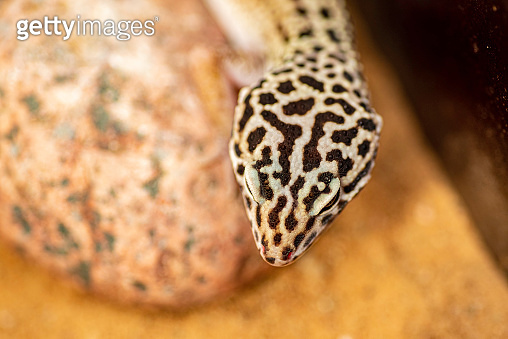 Close up photo of Leopard Gecko standing on the rock. (1183130286) - 게티 ...