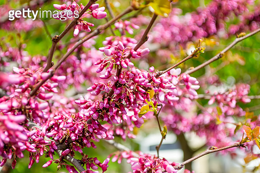 Beautiful spring bloom of Cercis canadensis. A branch of eastern redbud ...