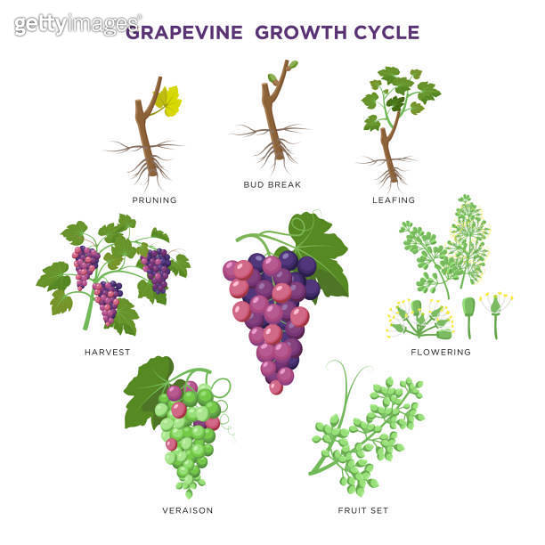 Grapevine plant growing infographic elements isolated on white ...