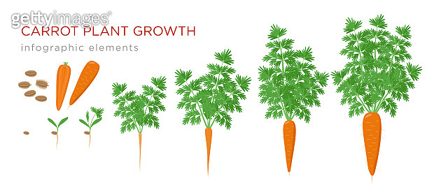 Carrot plant growth stages infographic elements. Growing process of ...