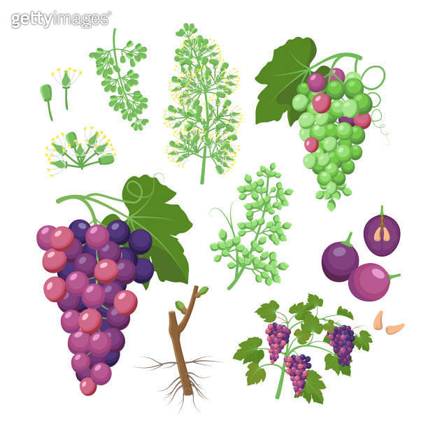 Grapevine growth set of infographic elements isolated on white, flat ...