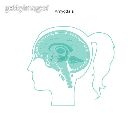 Vector isolated illustration of Amygdala (1171423725) 일러스트, 무료 일러스트 ...