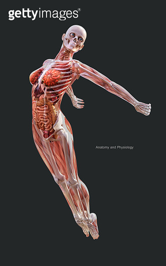 Human of a Female Skeleton Muscle System with Clipping Path (1141737540 ...