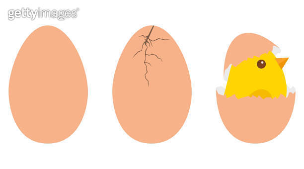 Egg. The step-by-step process of hatching a chicken from an egg. Egg ...