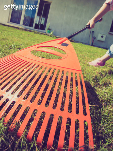 Unusual angle of woman raking leaves 이미지 (1169447253) - 게티이미지뱅크