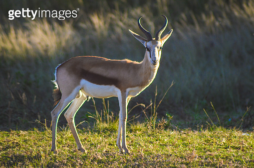Portrait of an Isolated springbok national animal of South Africa ...