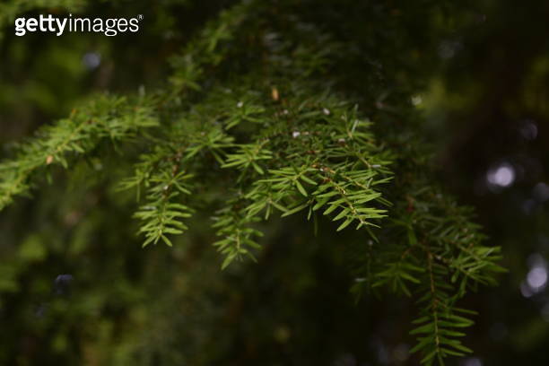 Close Up Of Hemlock Tree At Priest Point Park 이미지 (1162230001) - 게티이미지뱅크