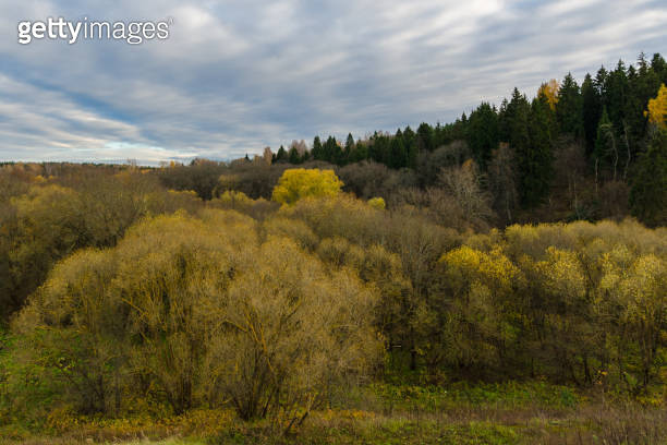 photographed trees and nature in the fall of the year. autumn forest ...