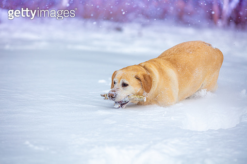 Labrador retriever dog executes the command "aport". The dog walks ...