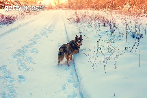 Wolf hybrid dog walks in a countryside in snowy winter. Dog stays ...