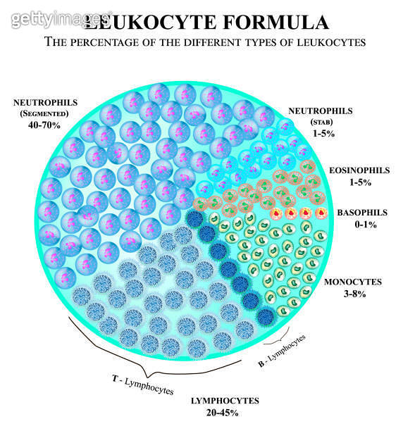 The percentage of different types of white blood cells. Leukocyte ...