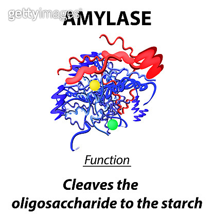Molecular structural chemical formula of amylase. The functions of the ...