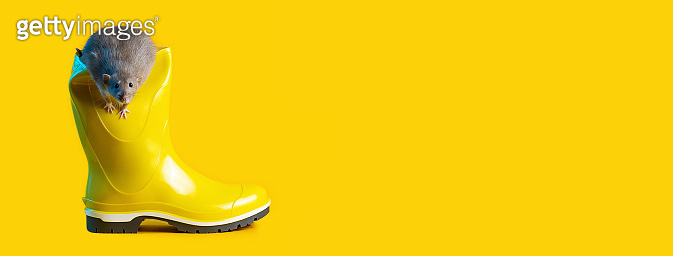 decorative rat in bright yellow rubber boot on the blue background ...
