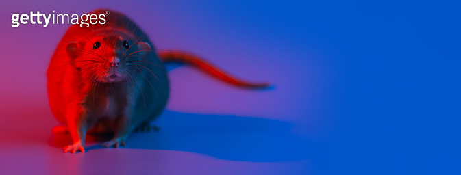 the symbol of the year is rat illuminated with neon colors blue and red ...