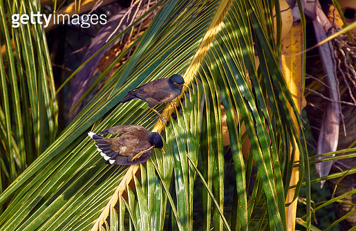 Pair of Indian mynas / shalik birds sitting on coconut tree leaves ...