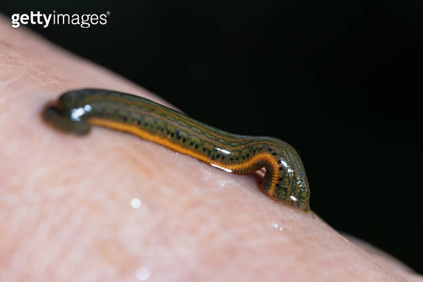Aquatic Leech sucking blood on skin,Leeches were used in medicine from ...