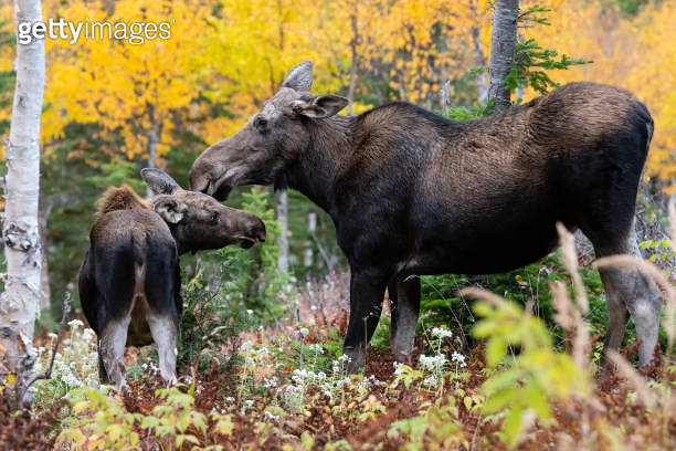 Moose in fall, Alces alces, female with her young hugging (1182293552 ...