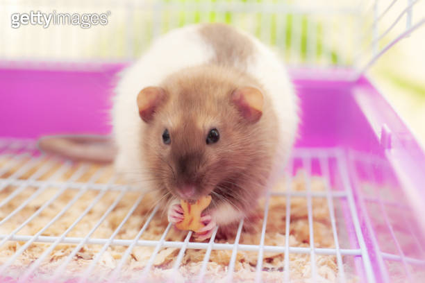 Rat eating small cookies 이미지 (1184608881) - 게티이미지뱅크