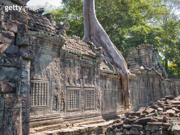 A banyan tree grows on temple ruins at the ancient Khmer site of Angkor ...