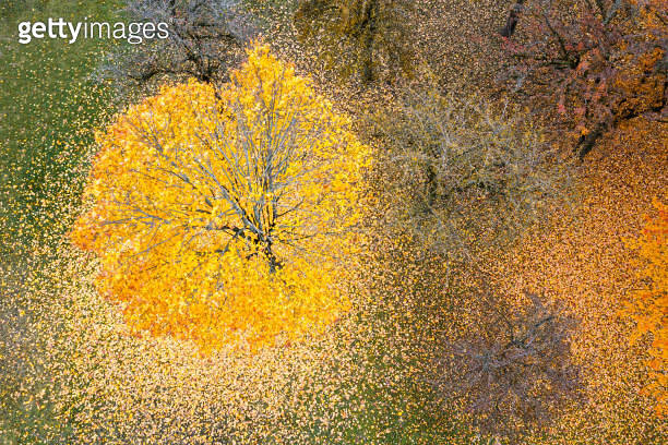 aerial view of single maple tree with yellow foliage in park 이미지 ...