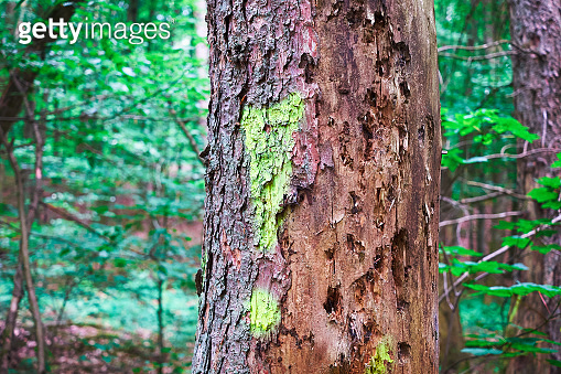 Exclamation mark on a tree with hint of parasite felling (1159838869 ...