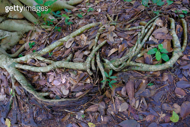 Tree roots connect along the ground. 이미지 (1183902559) - 게티이미지뱅크