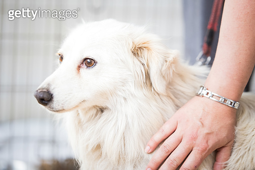Scared white dog .Adopt a pet 이미지 (1158571537) - 게티이미지뱅크