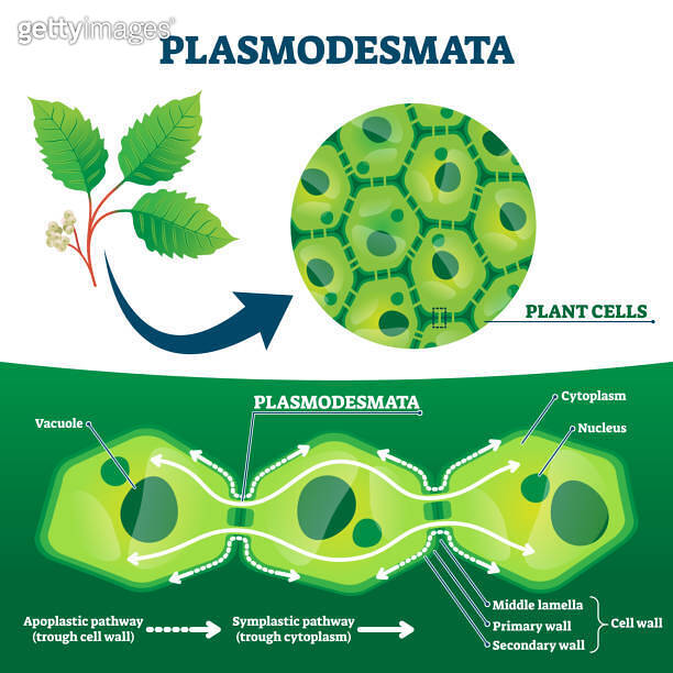 Plasmodesmata plant cells diagram, vector illustration (1189089876 ...